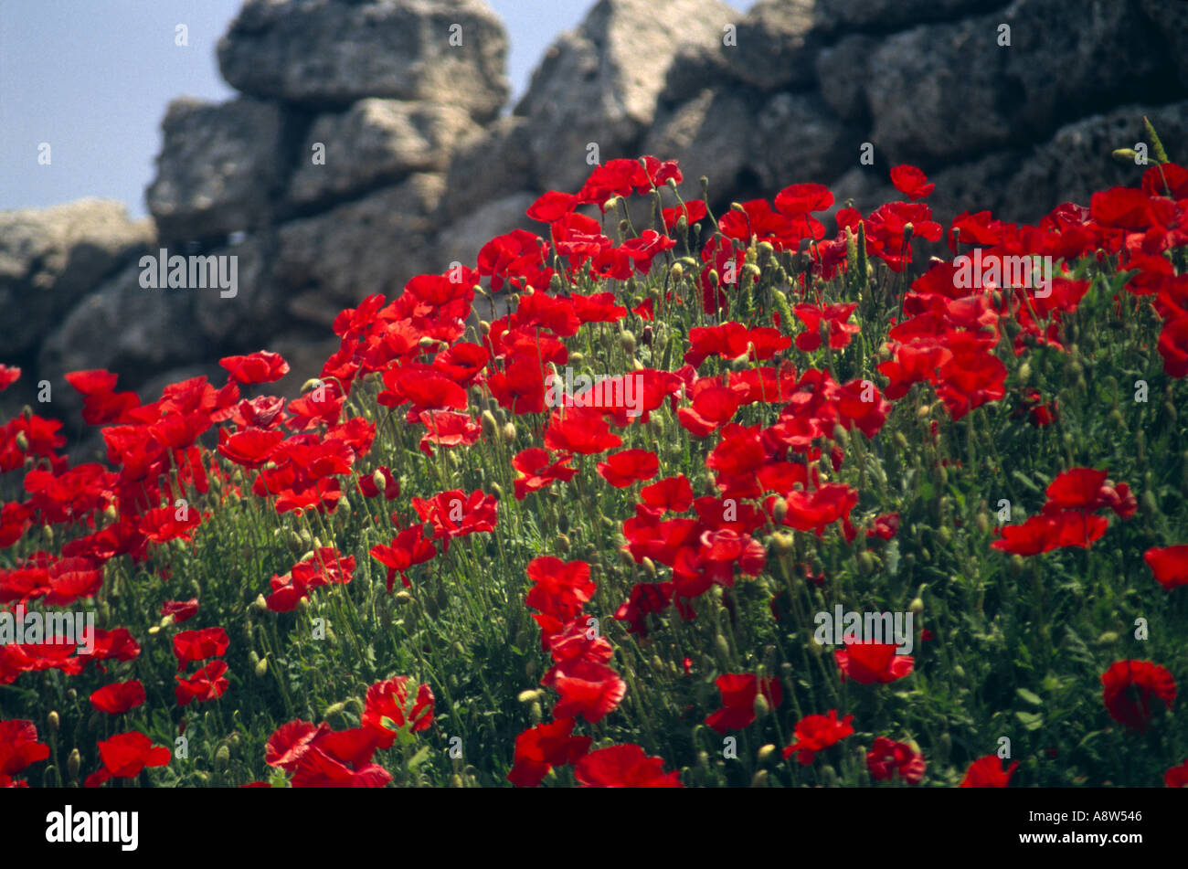 Poppies growing in the ruins of a Roman Fort Stock Photo - Alamy