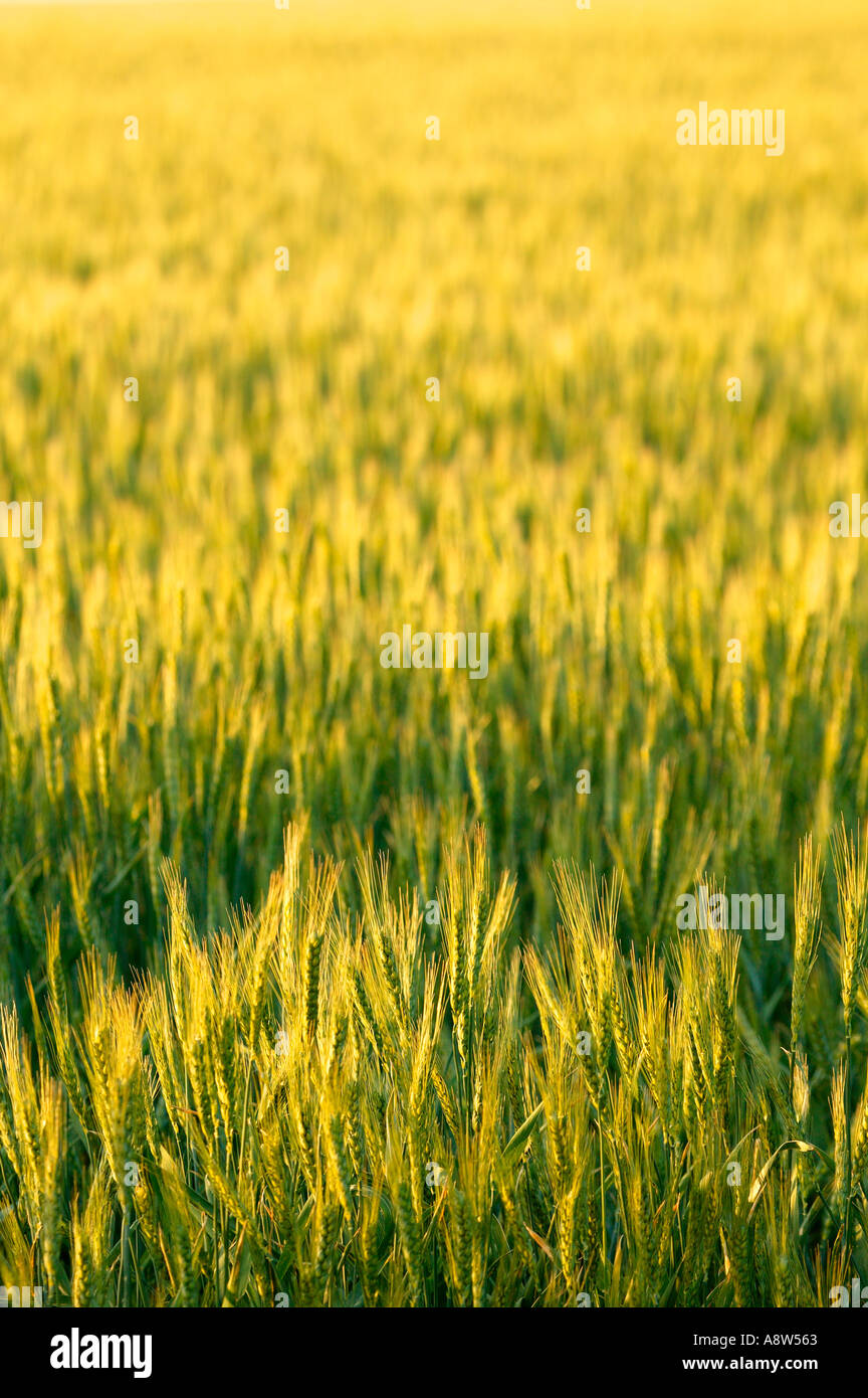 Wheat field growing us hi-res stock photography and images - Alamy