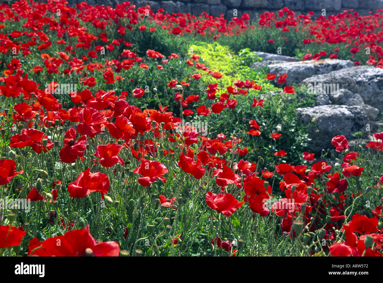 Poppies growing in the ruins of a Roman Fort Stock Photo - Alamy
