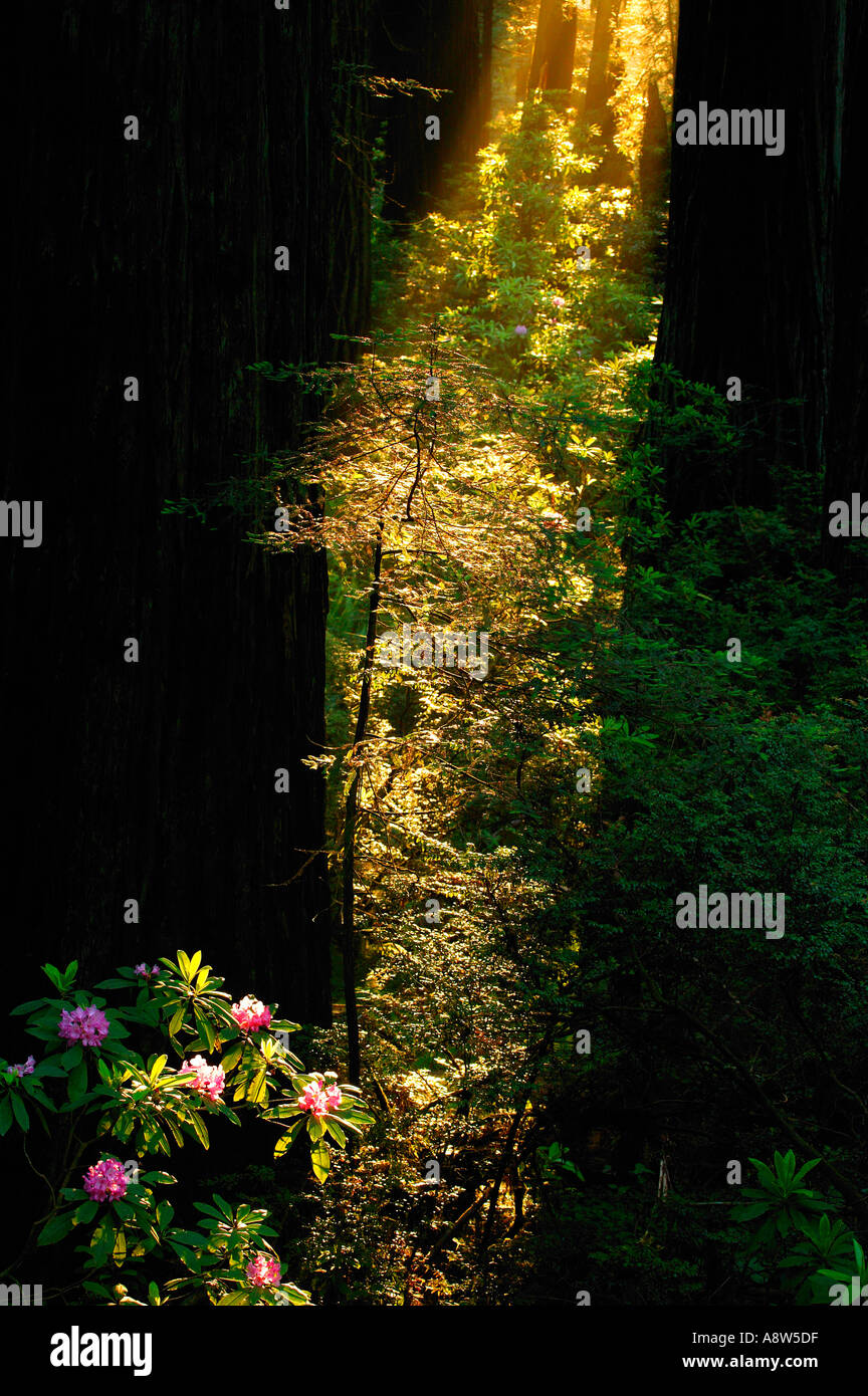 California redwoods spring state parks trees united states of america ...