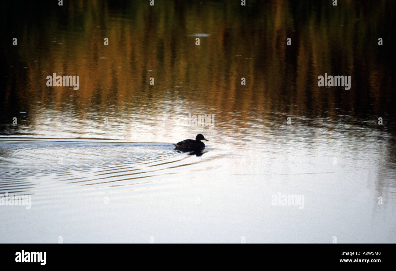 Living duck hi-res stock photography and images - Alamy