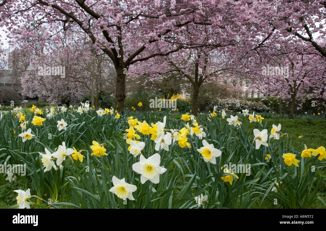 Daffodils Spring Regents Park London UK Stock Photo - Alamy
