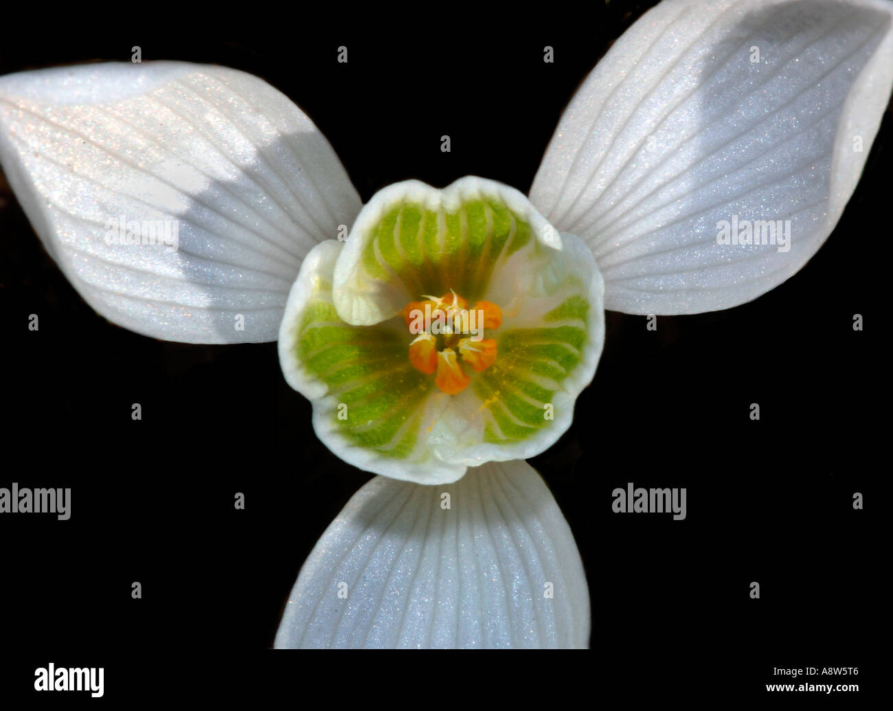 Distinctive flower designs hi-res stock photography and images - Alamy