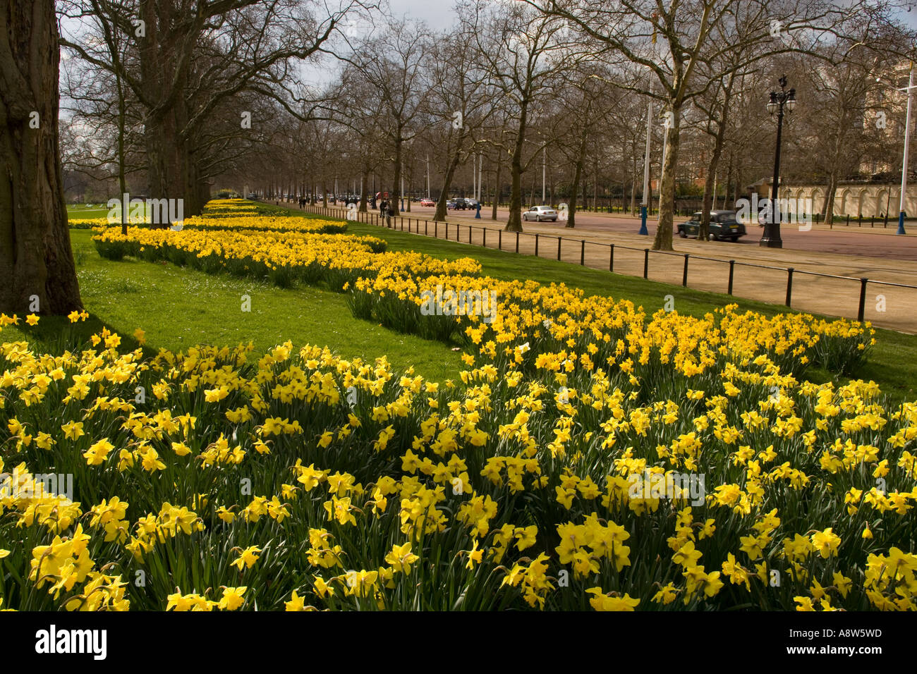 Daffodils Spring St James Park London UK Stock Photo - Alamy
