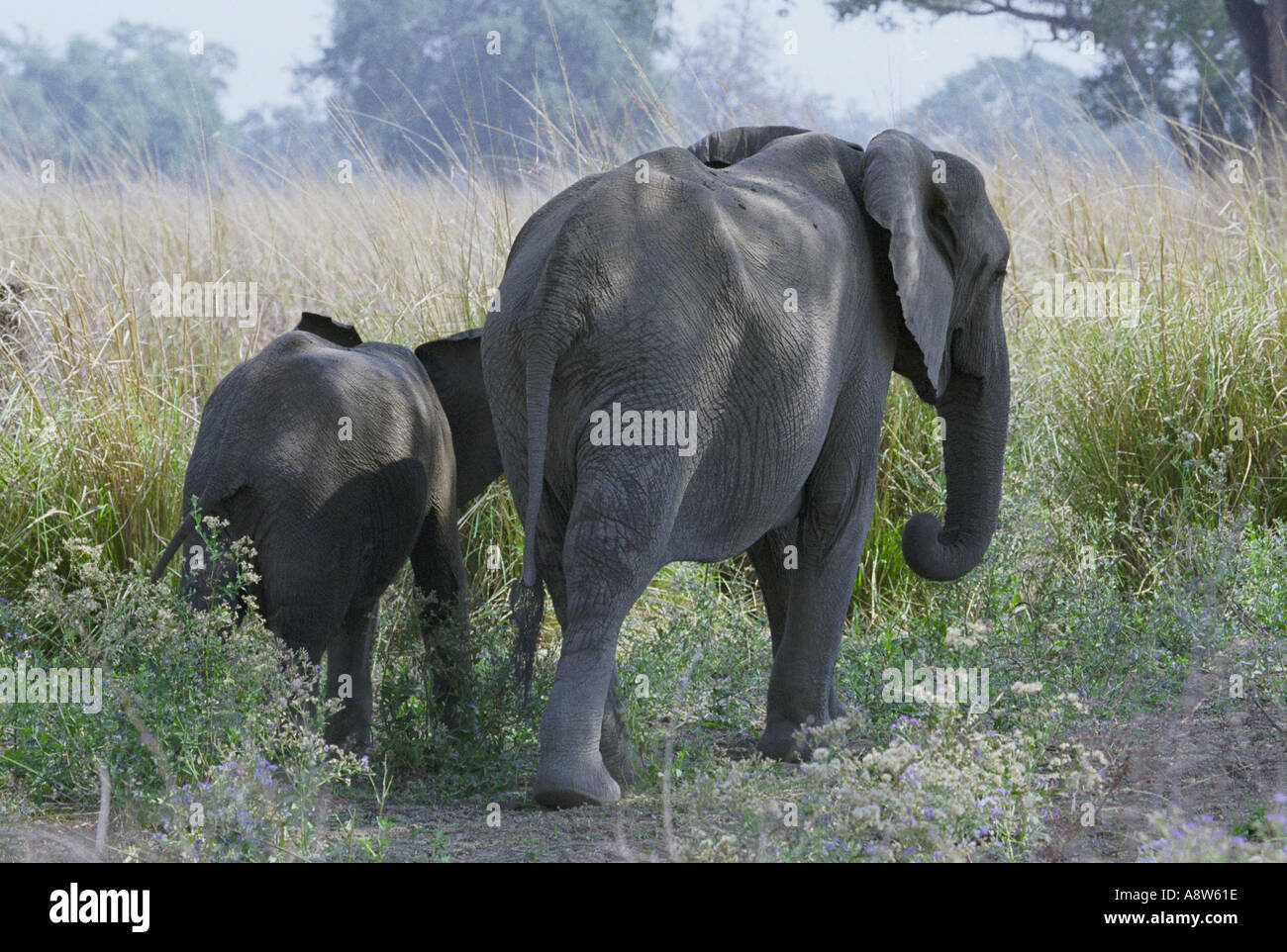 Baby elephant and cow Stock Photo - Alamy