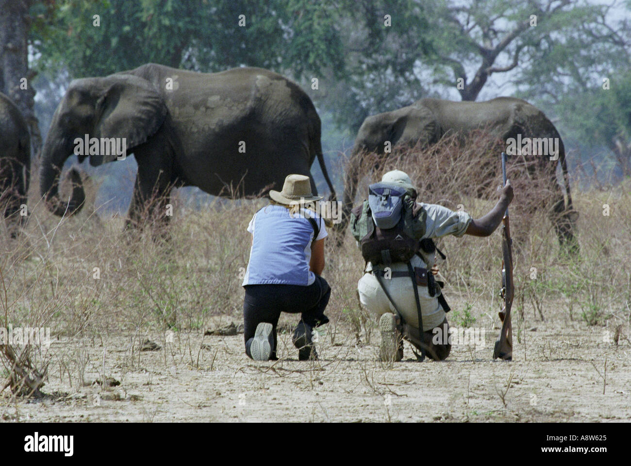 Elephants and rangers hi-res stock photography and images - Alamy