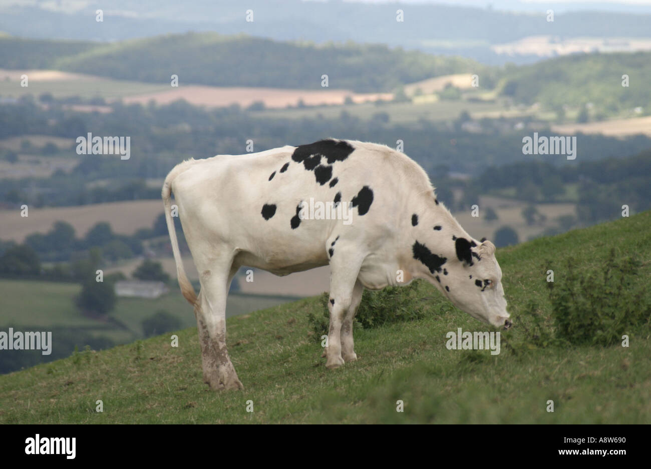 British beef cow on farm hi-res stock photography and images - Alamy