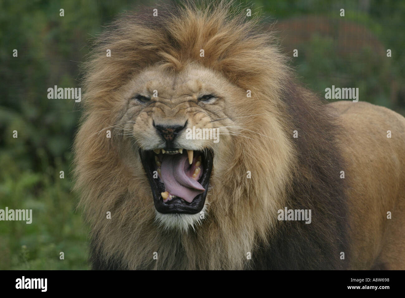Lion roaring ferocious hi-res stock photography and images - Alamy