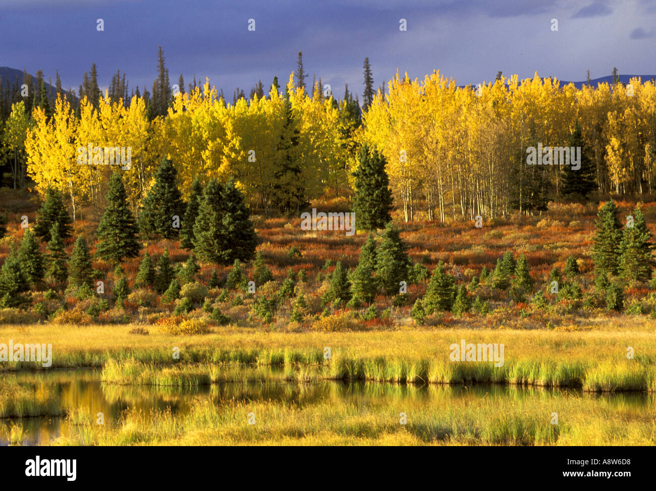 Birch trees yukon canada forest hi-res stock photography and images - Alamy
