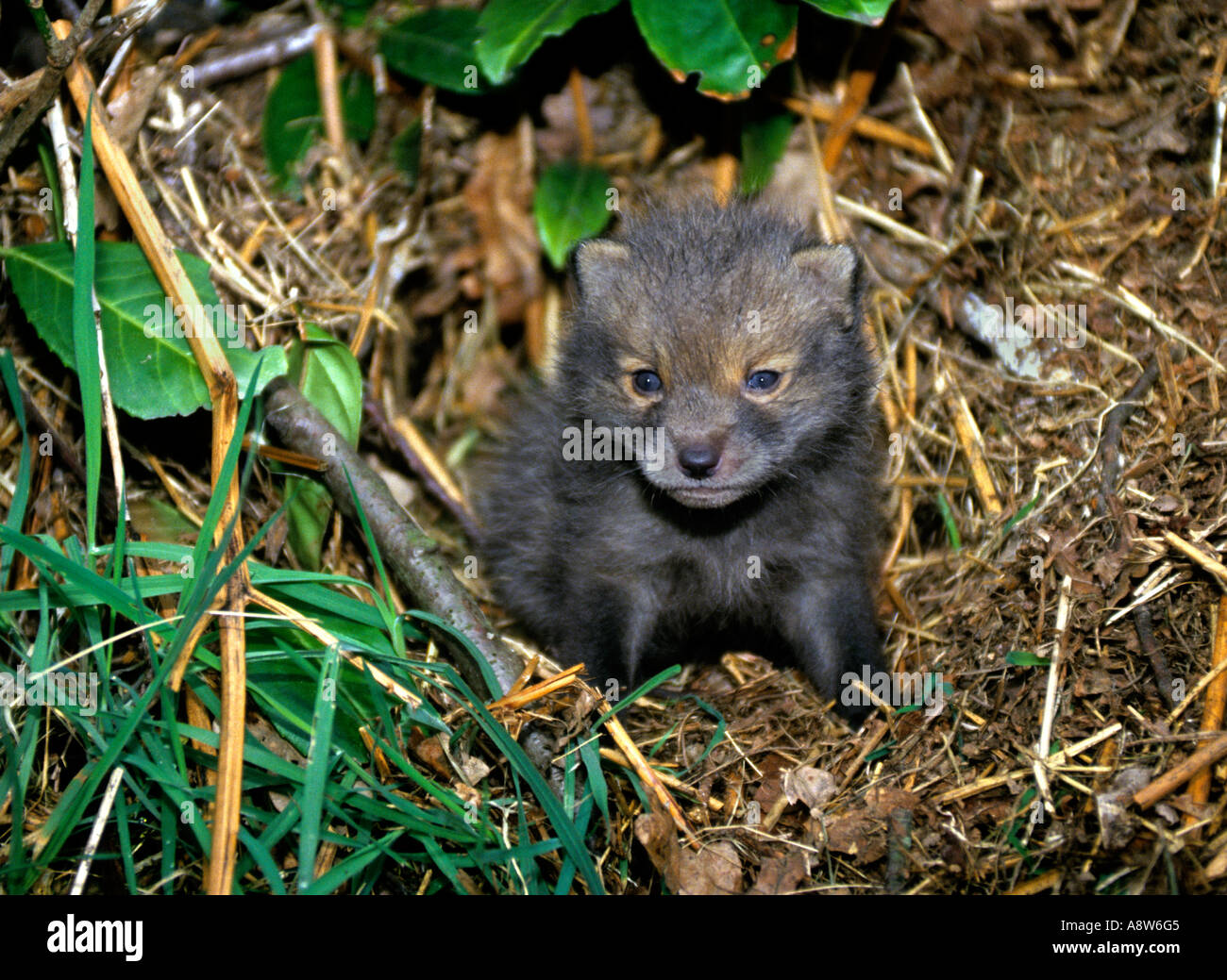 3 Week Old Fox Cub Stock Photo - Alamy