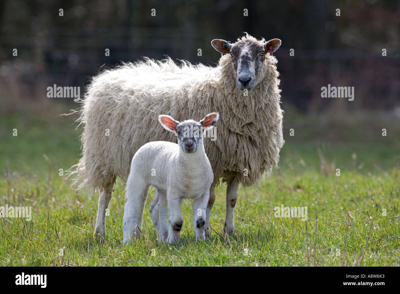 Easter lambing time hi-res stock photography and images - Alamy