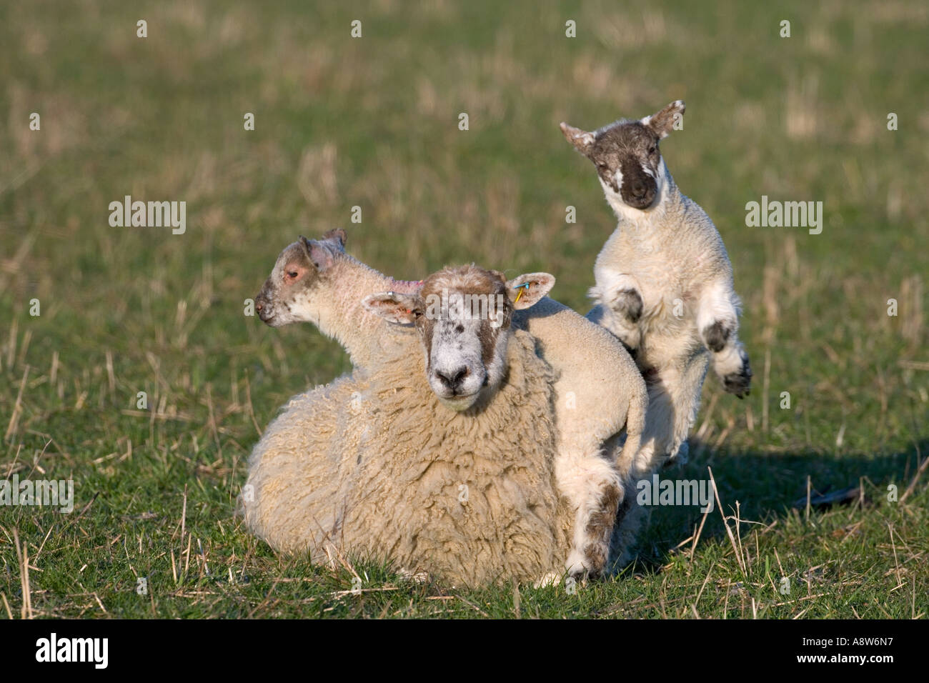 Lambs spring naughty hi-res stock photography and images - Alamy