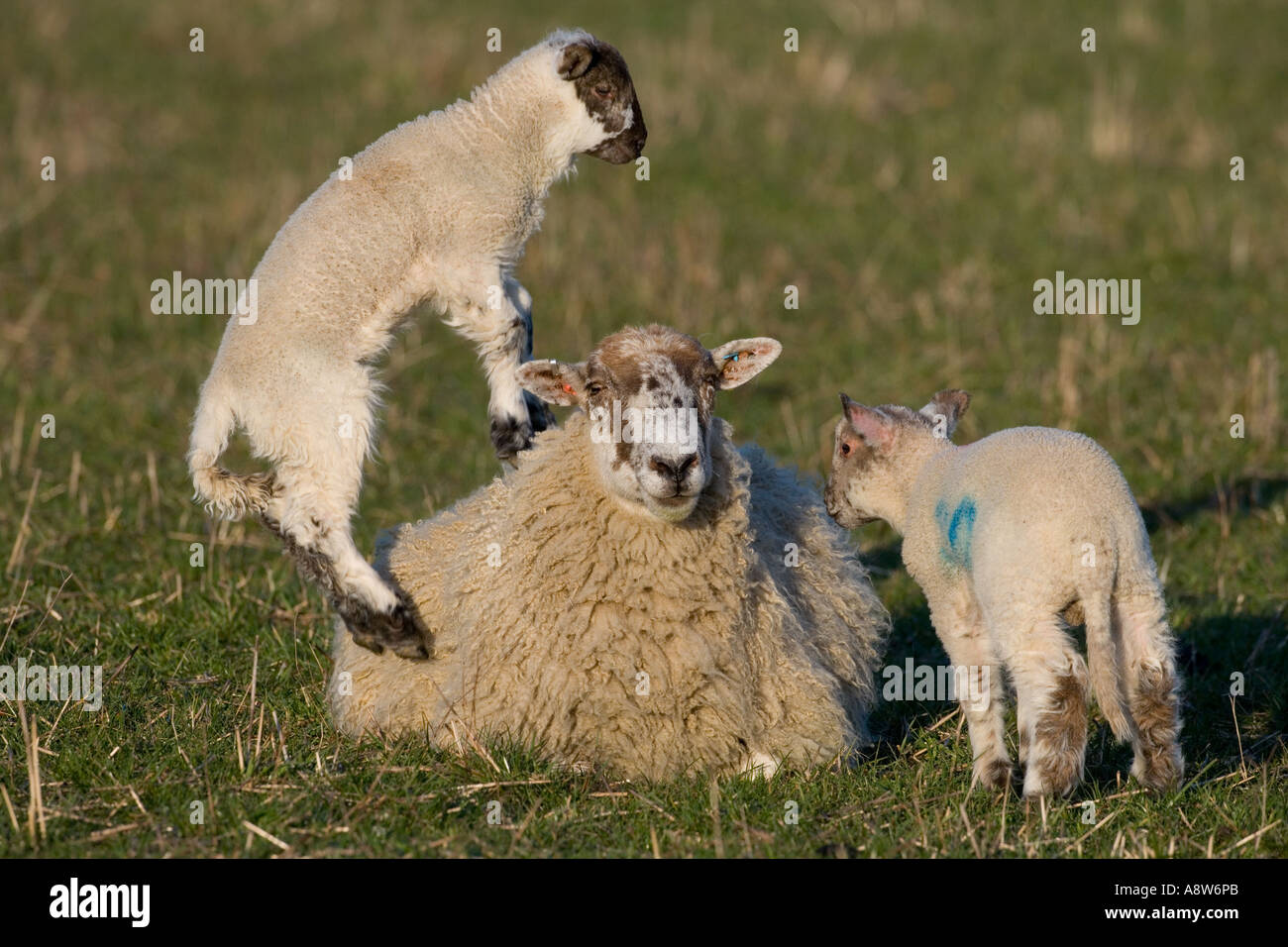 Naughty lamb hi-res stock photography and images - Alamy