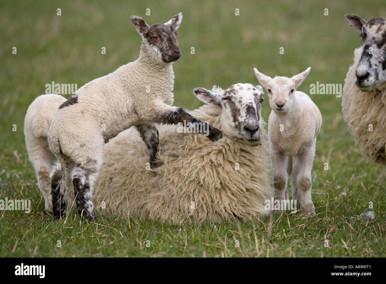 Two lambs ewe jumping hi-res stock photography and images - Alamy