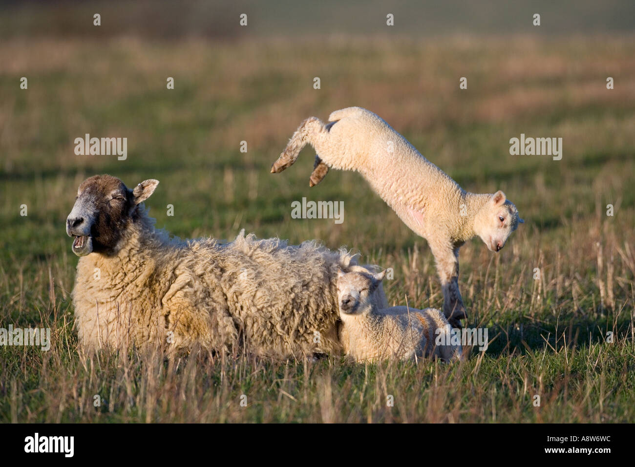 Two lambs ewe jumping hi-res stock photography and images - Alamy