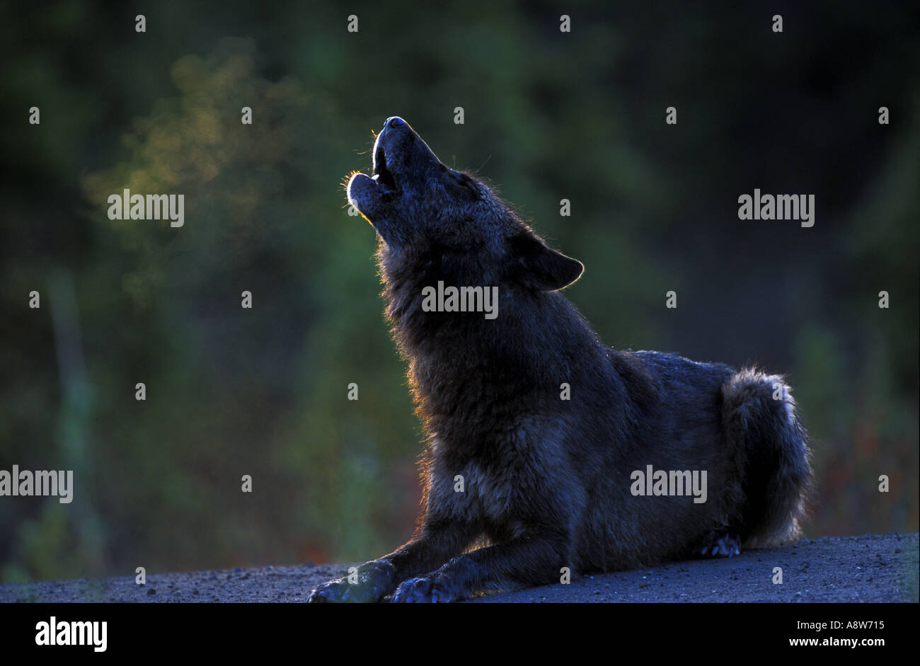 Wild wolf howling denali hi-res stock photography and images - Alamy