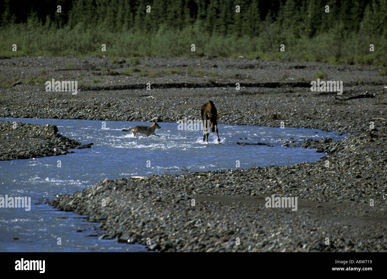 Wolf chases a young bull moose hi-res stock photography and images - Alamy