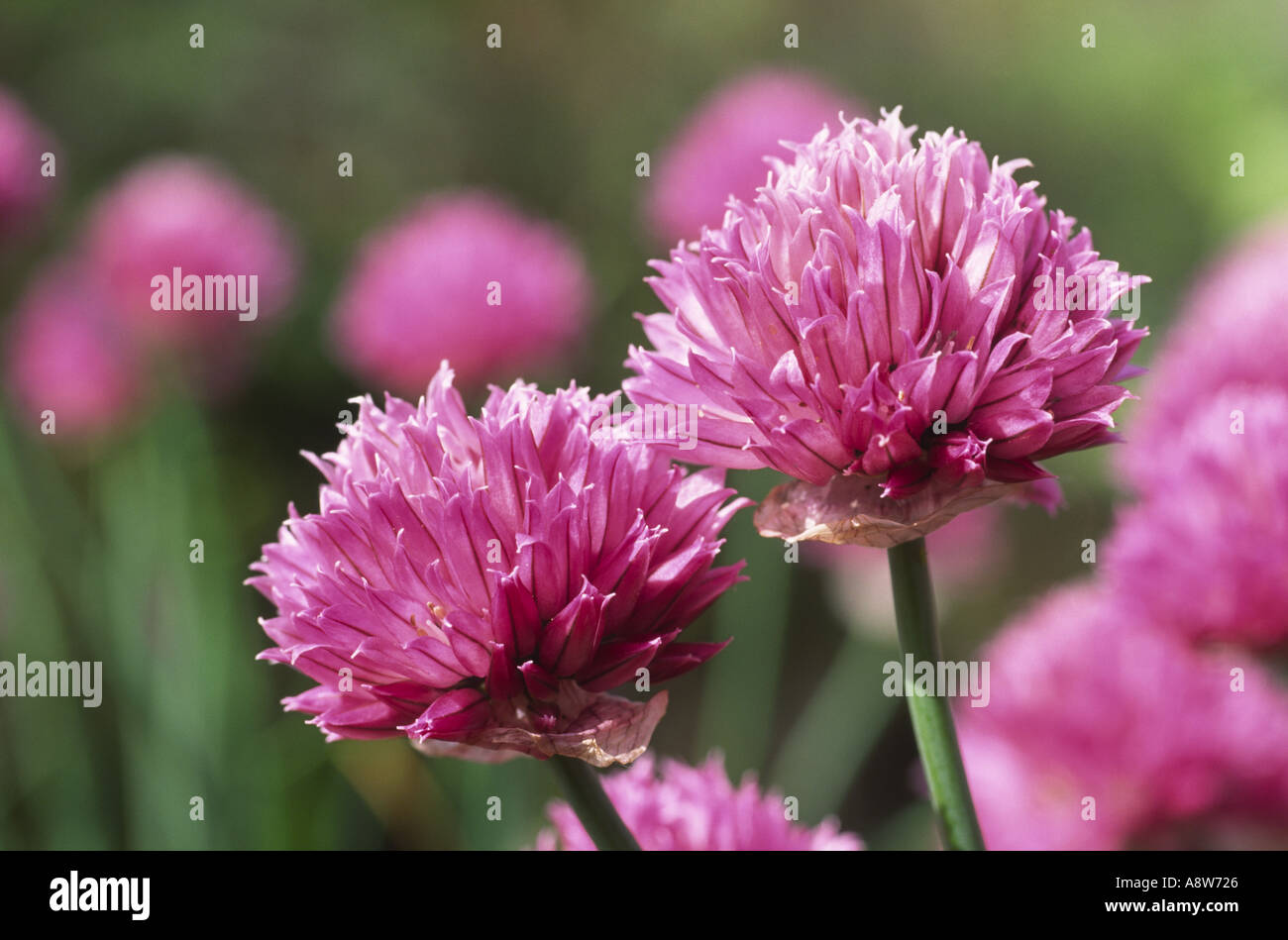 Allium schoenoprasum ‘forescate’ hi-res stock photography and images ...