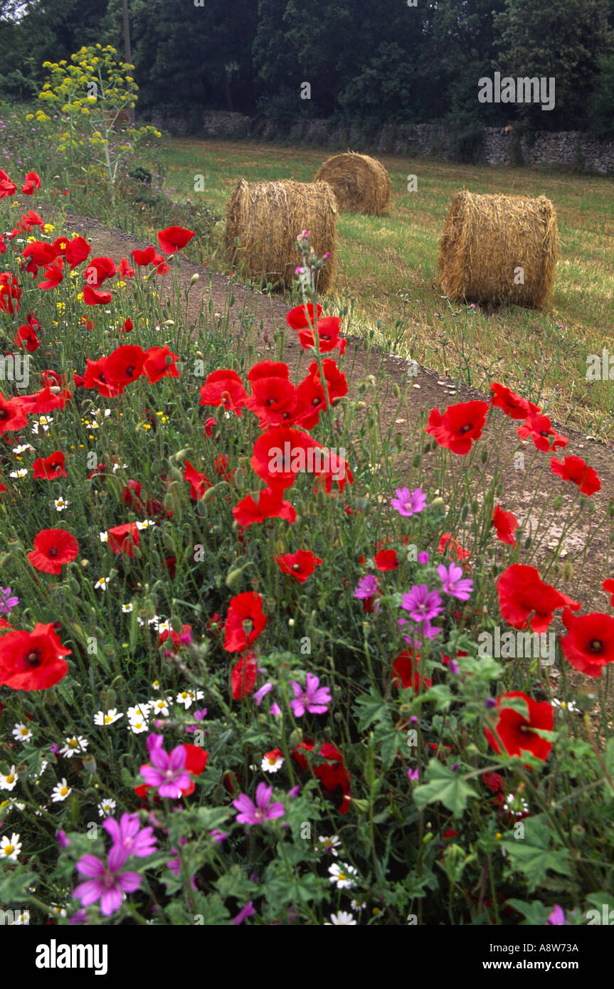 Roadside flowers hi-res stock photography and images - Alamy