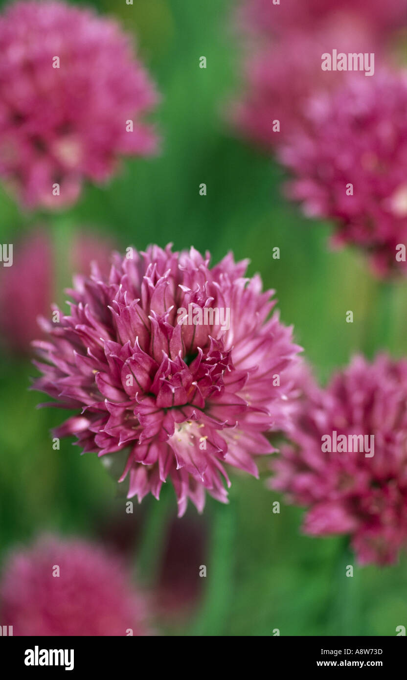 Allium schoenoprasum forescate hi-res stock photography and images - Alamy