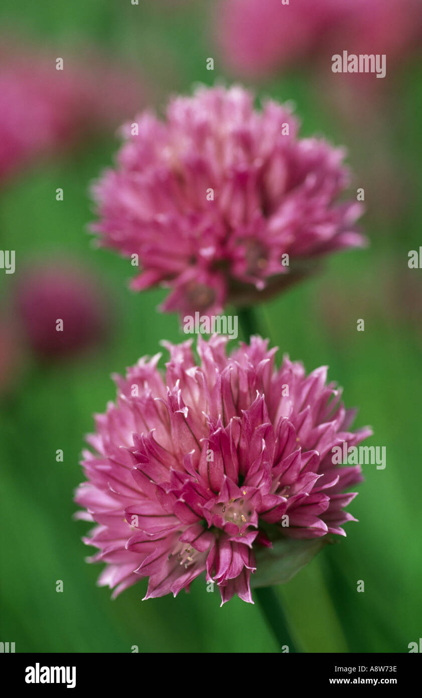 Allium schoenoprasum forescate hi-res stock photography and images - Alamy
