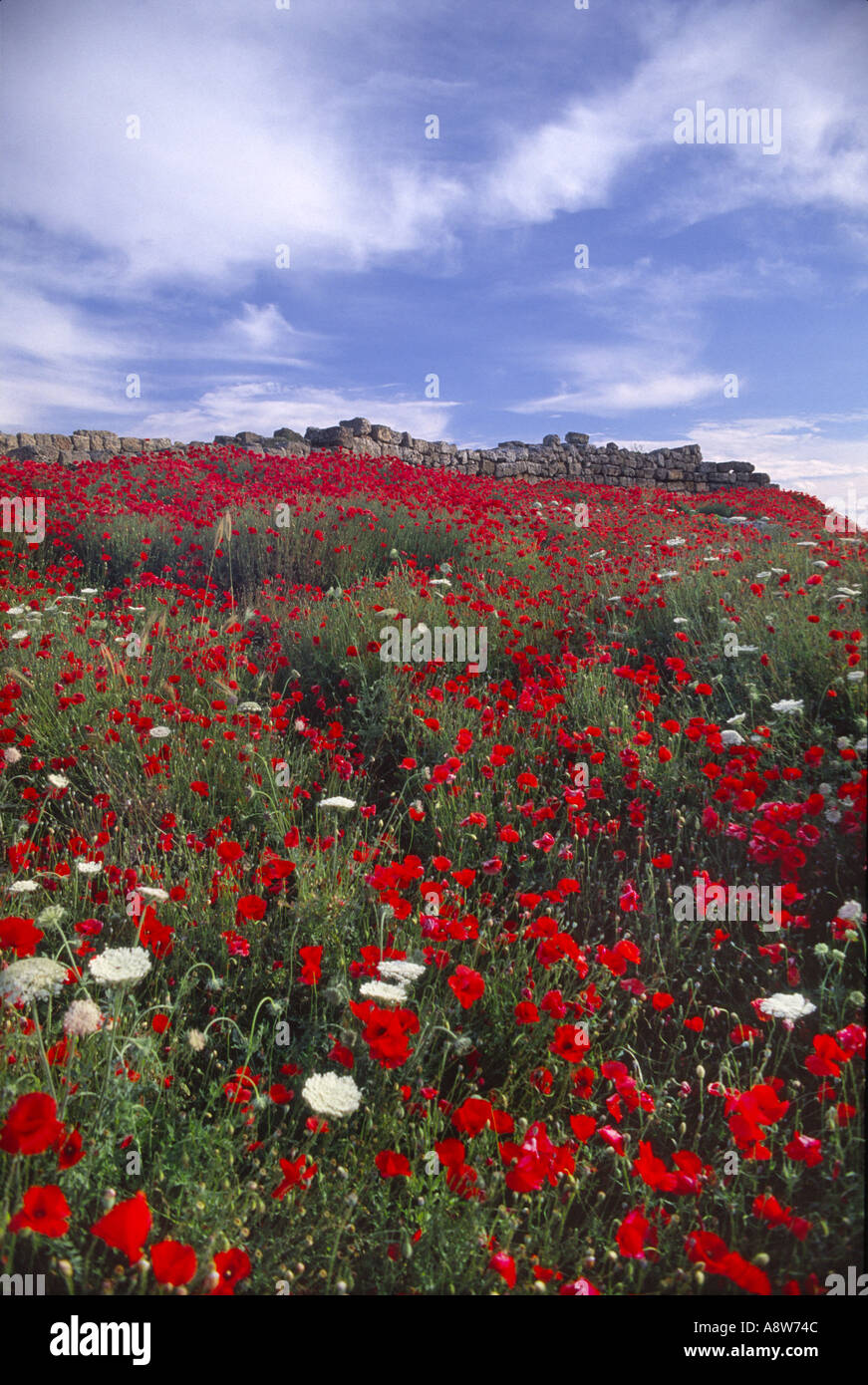 Roman battle blood hi-res stock photography and images - Alamy