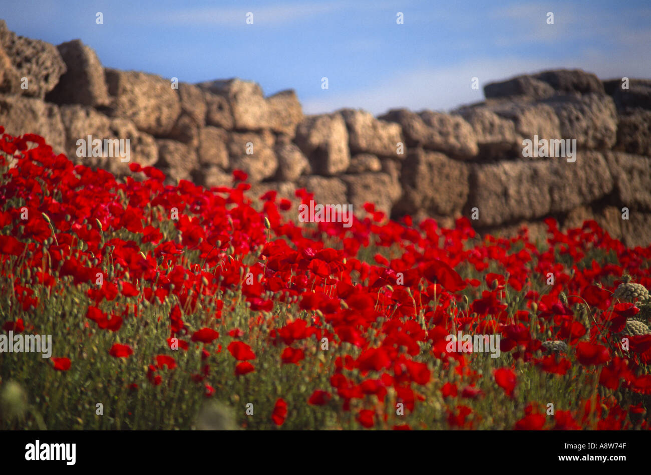 Roman battle blood hi-res stock photography and images - Alamy
