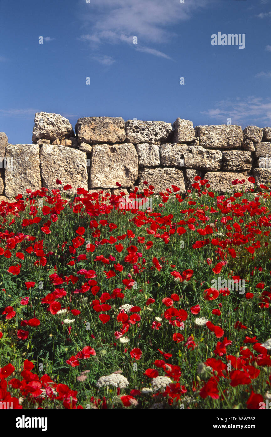 Poppies growing in the ruins of a Roman Fort against a blue sky Stock ...