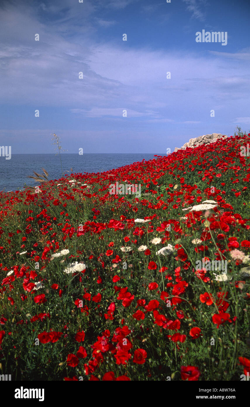 Poppies growing on the ruin of a Roman Fort against a blue sea and sky ...