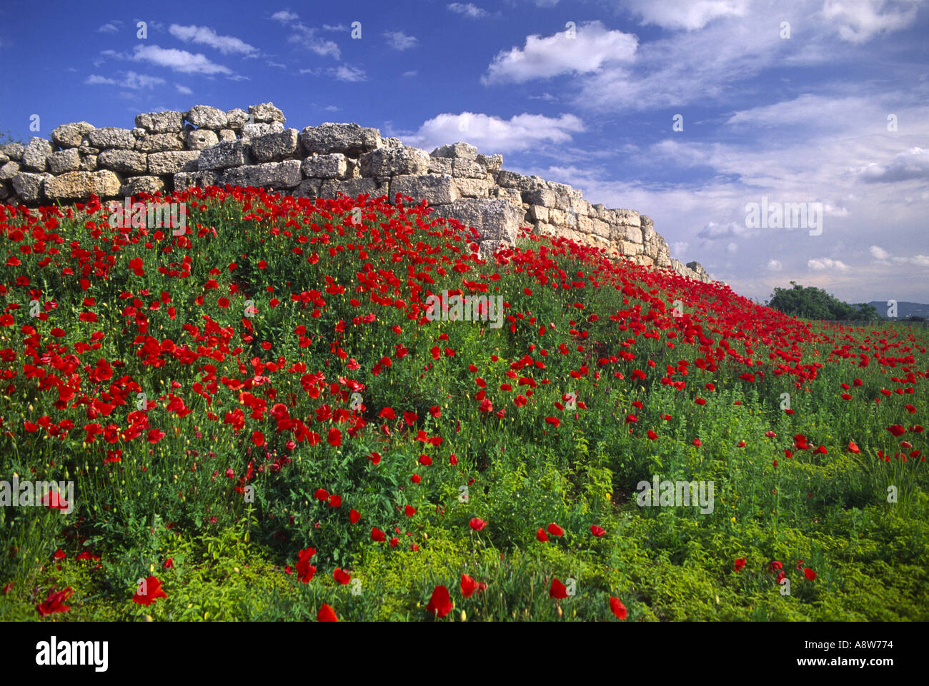Poppies growing on the ruin of a Roman Fort against a blue sky Stock ...