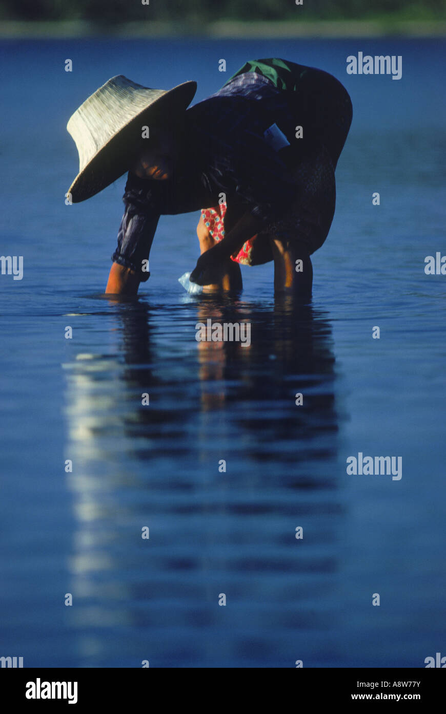 Lady digging for cockles in shallow waters at sunset on Thailand coast ...