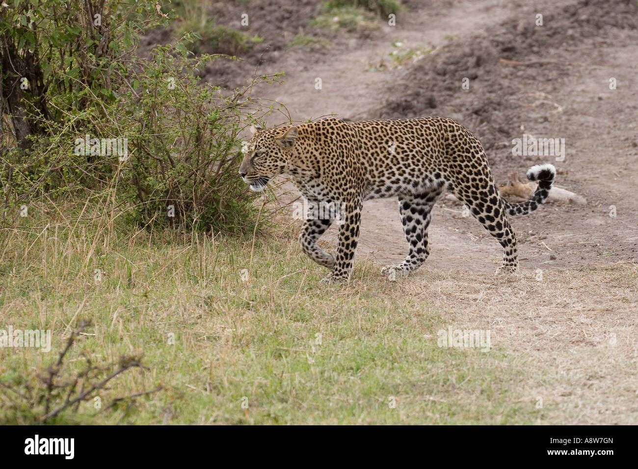 Leopard prowling hi-res stock photography and images - Alamy
