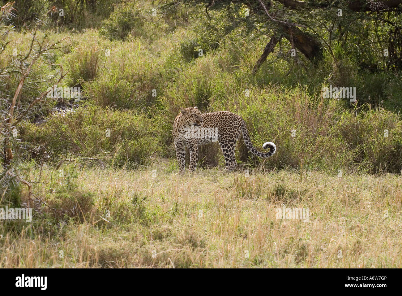 African female leopard hi-res stock photography and images - Alamy