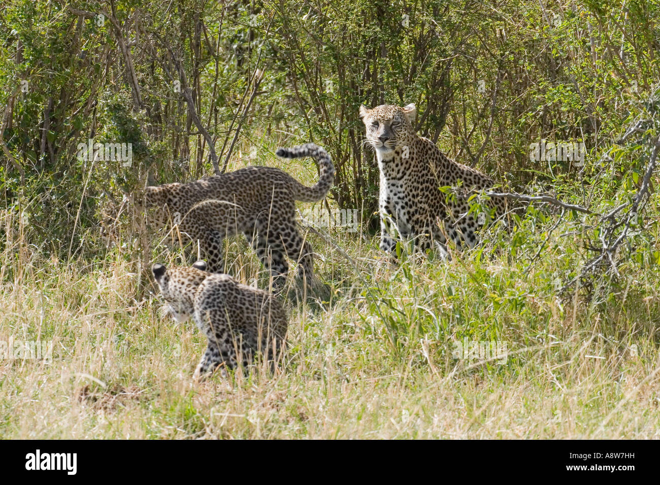 Female leopard and cubs Stock Photo - Alamy