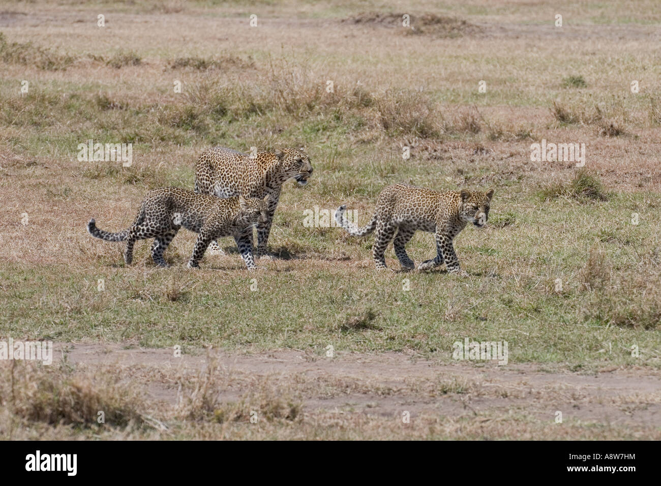 Prowling leopard hi-res stock photography and images - Alamy