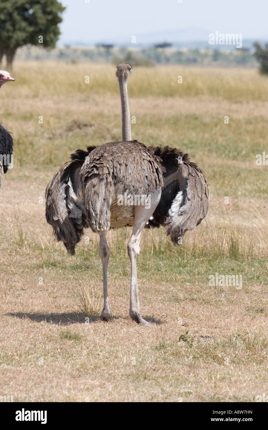 ostrich spreading wings to cool down Stock Photo - Alamy
