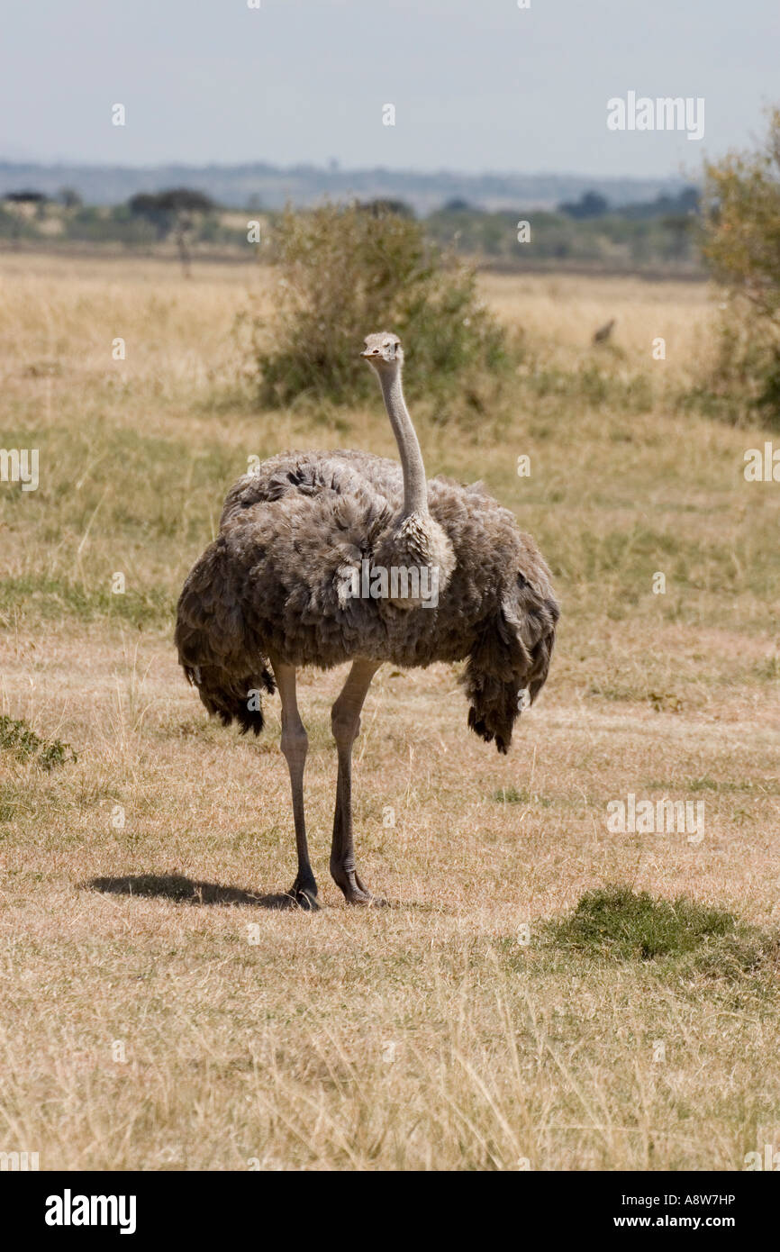 Ostrich spreading wings to cool down Stock Photo - Alamy