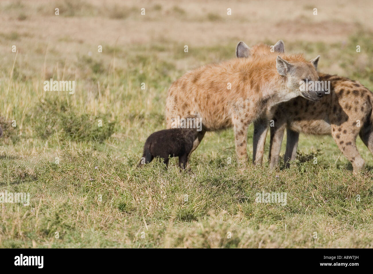 spotted hyena cub feeding from mother Stock Photo - Alamy