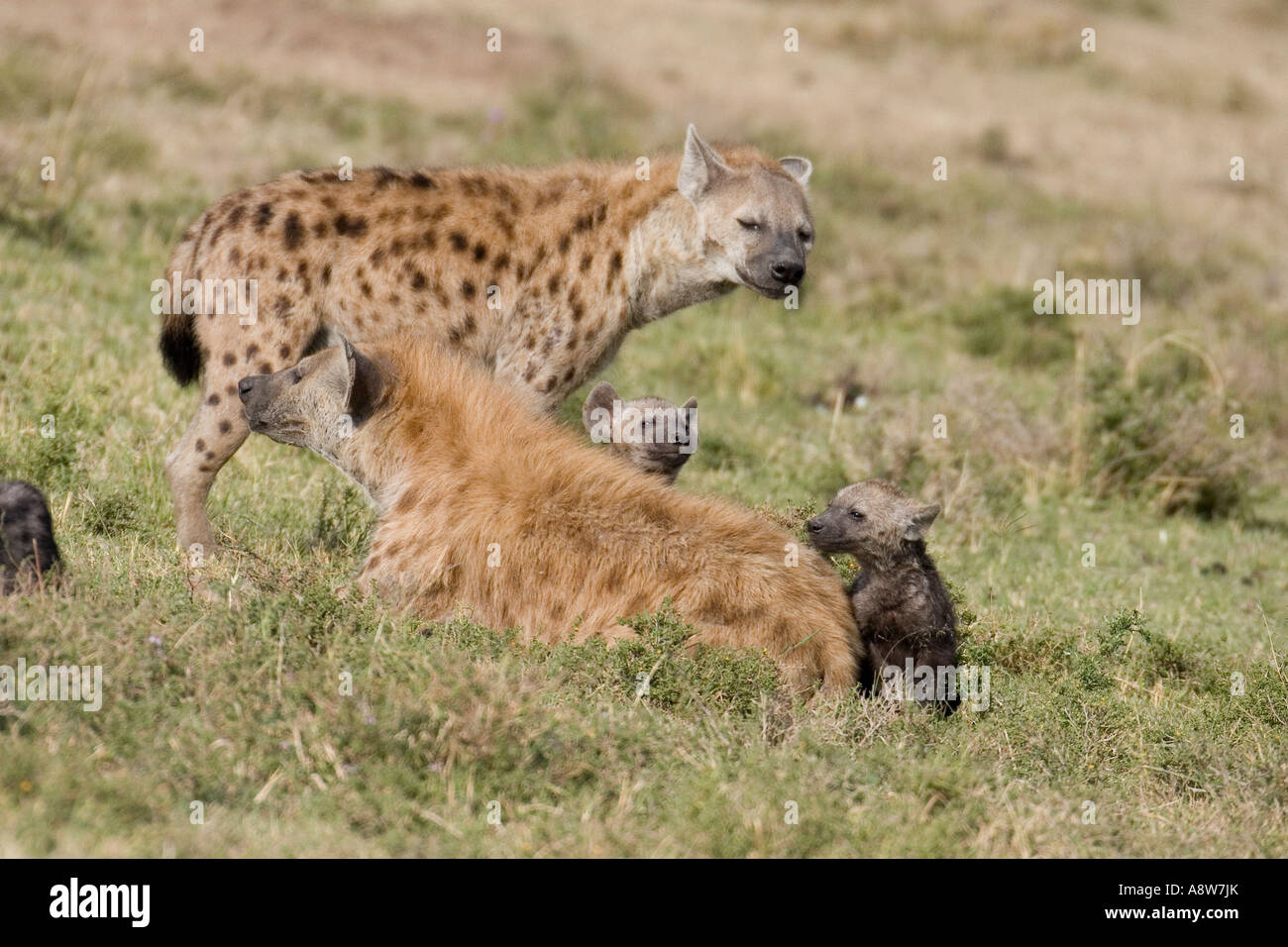 Two spotted hyenas savanna hi-res stock photography and images - Alamy