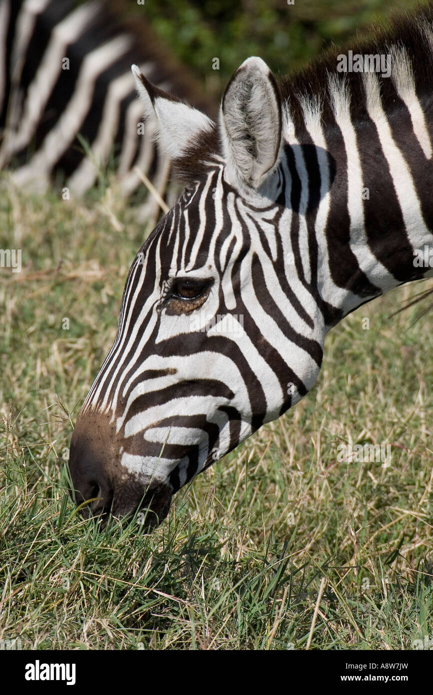 zebra head grazing Stock Photo - Alamy