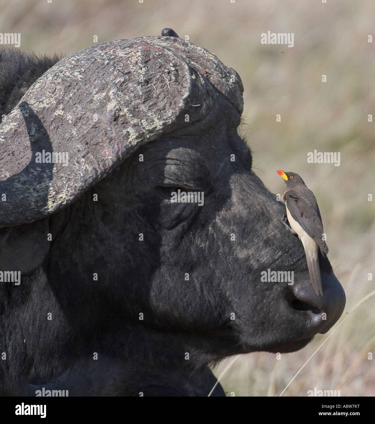 Oxpecker on buffalo Stock Photo - Alamy