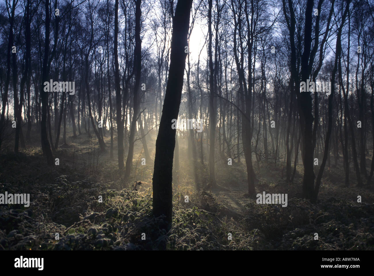 Mist lifting trees hi-res stock photography and images - Alamy