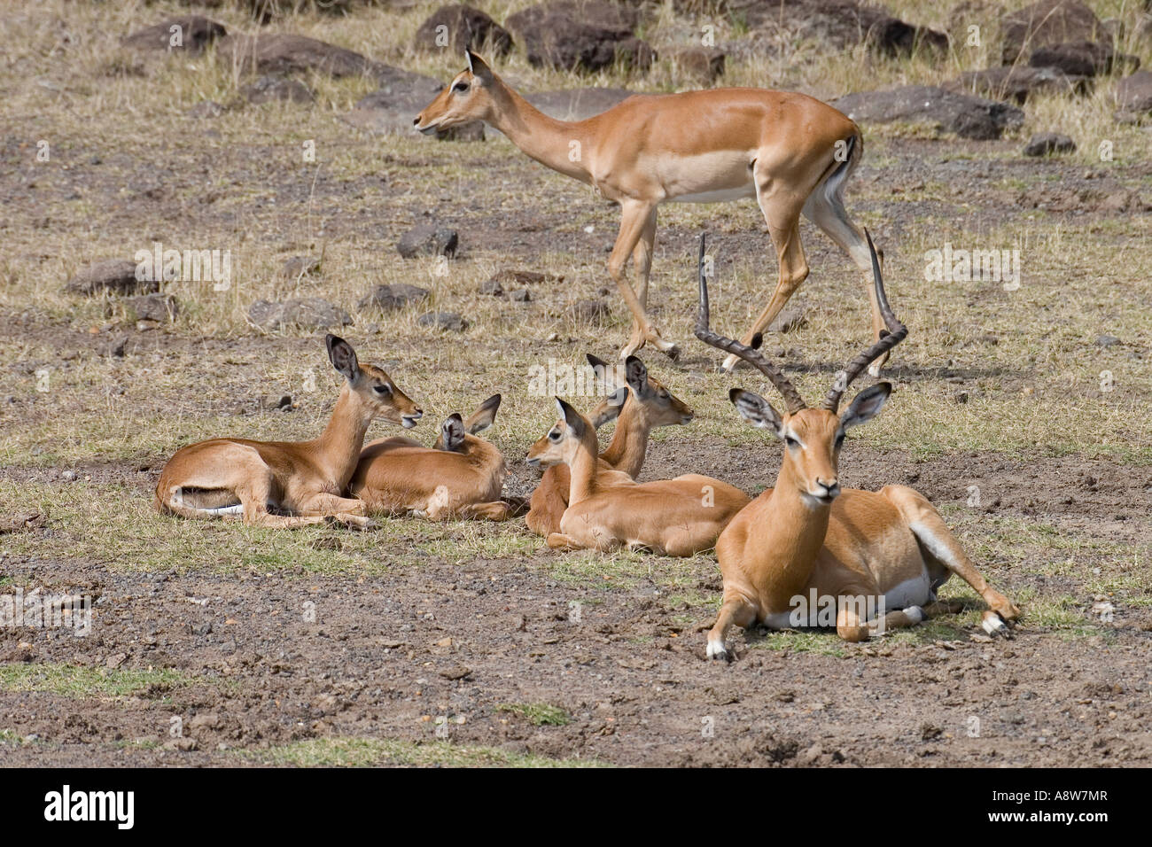 Male impala lying hi-res stock photography and images - Alamy