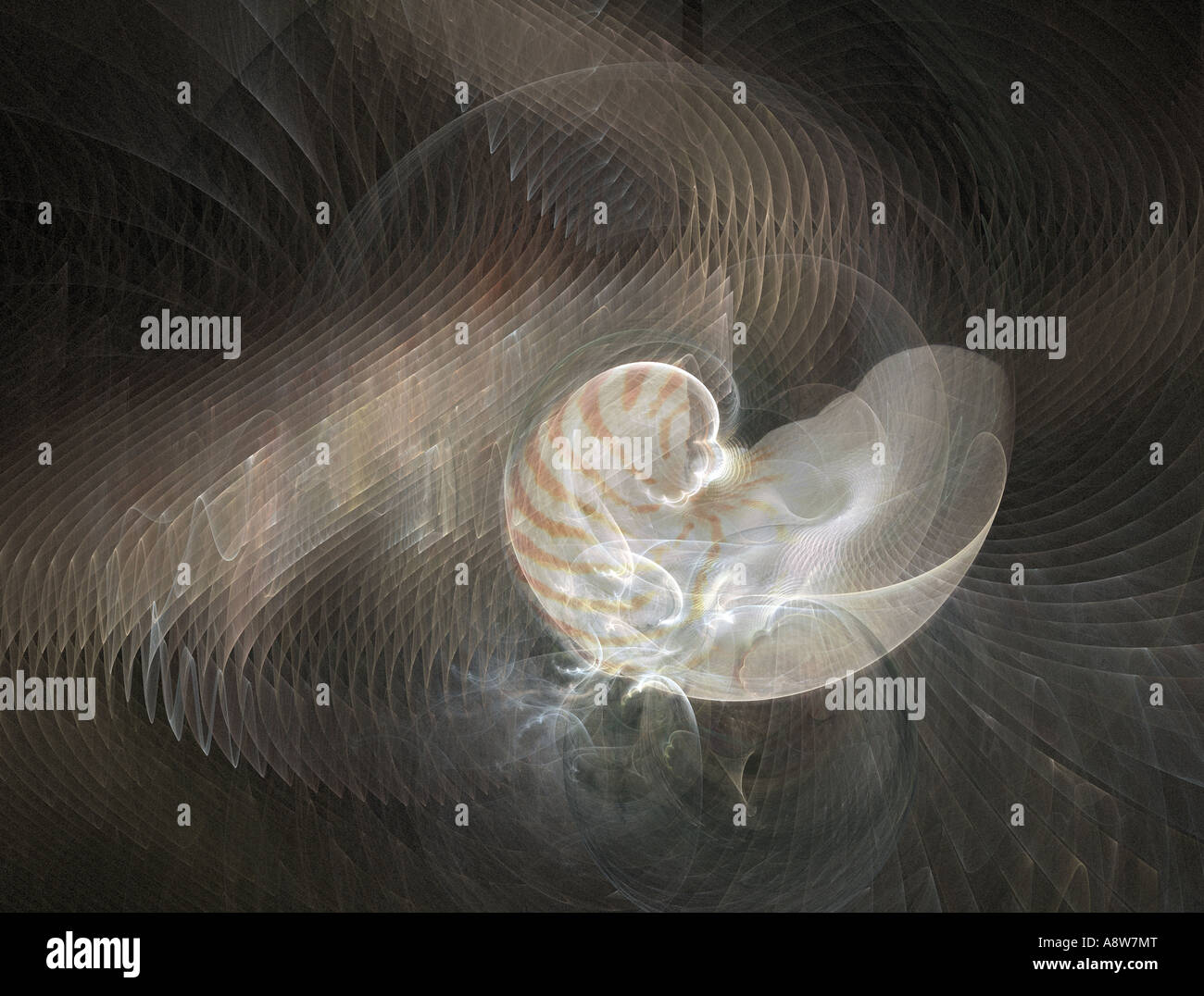 Fractal seashell design with nautilus Stock Photo - Alamy