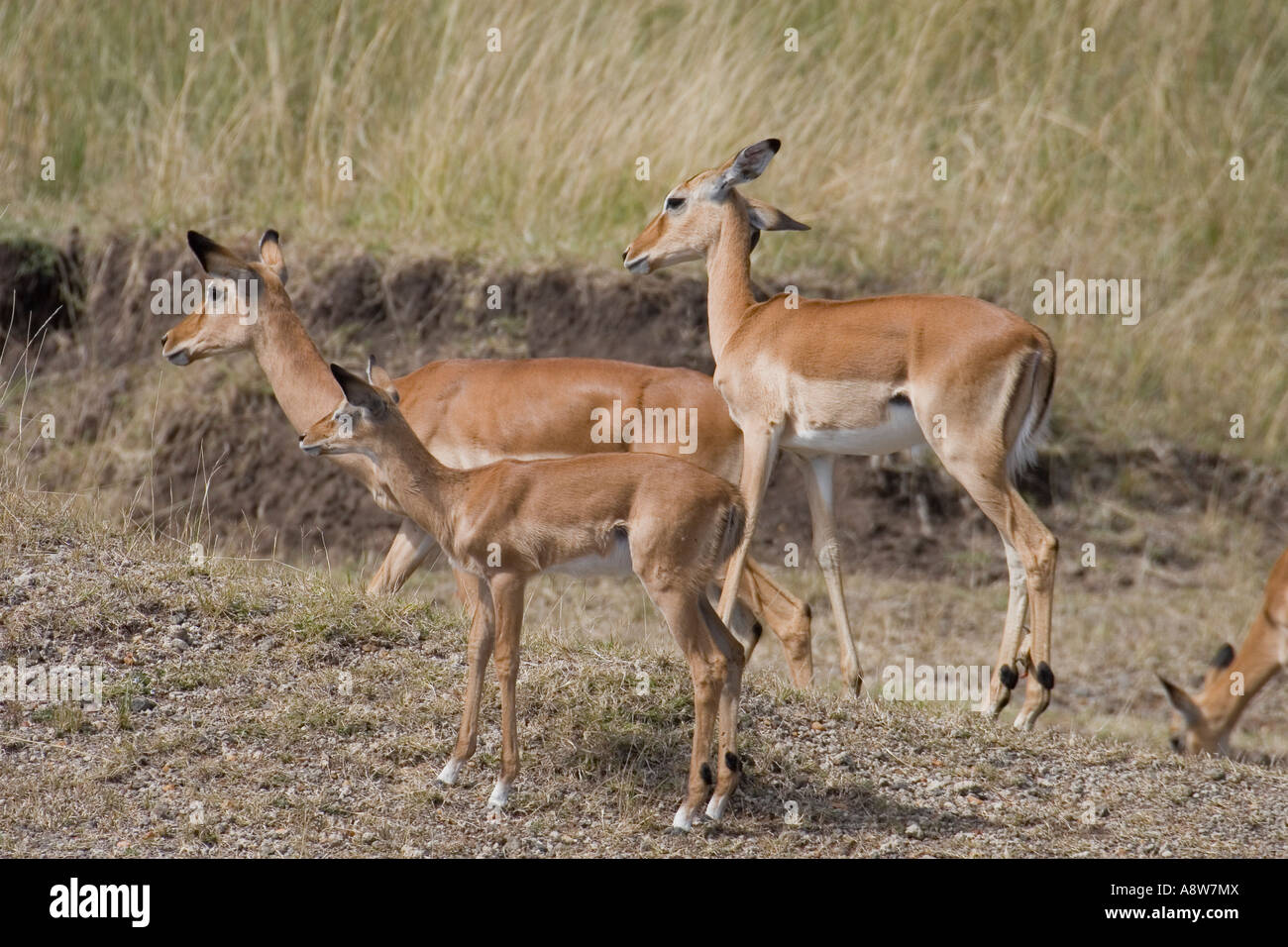Three female impala hi-res stock photography and images - Alamy