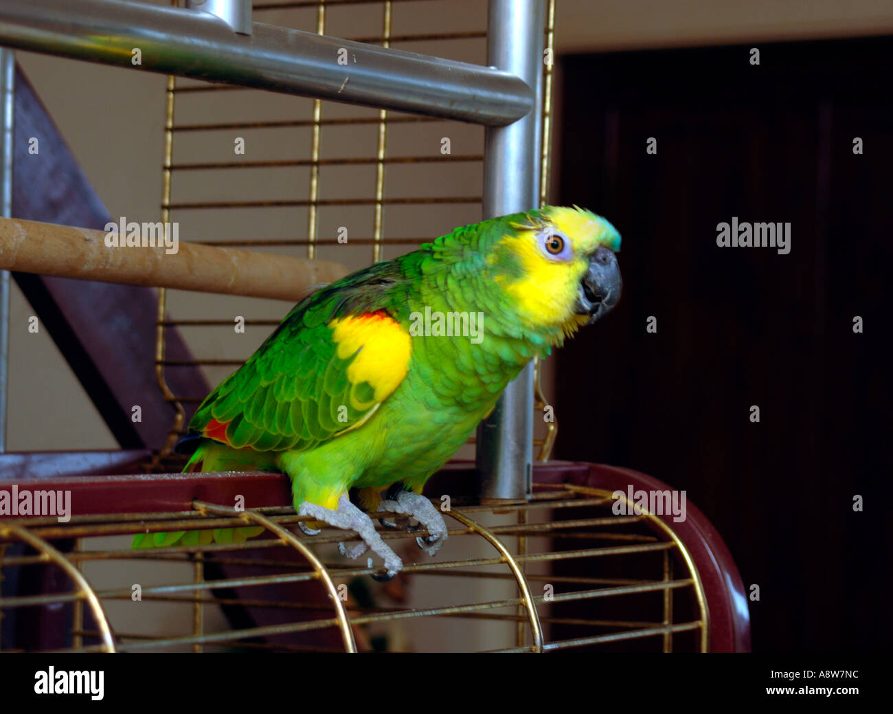Blue Fronted Amazon Parrot Stock Photo - Alamy