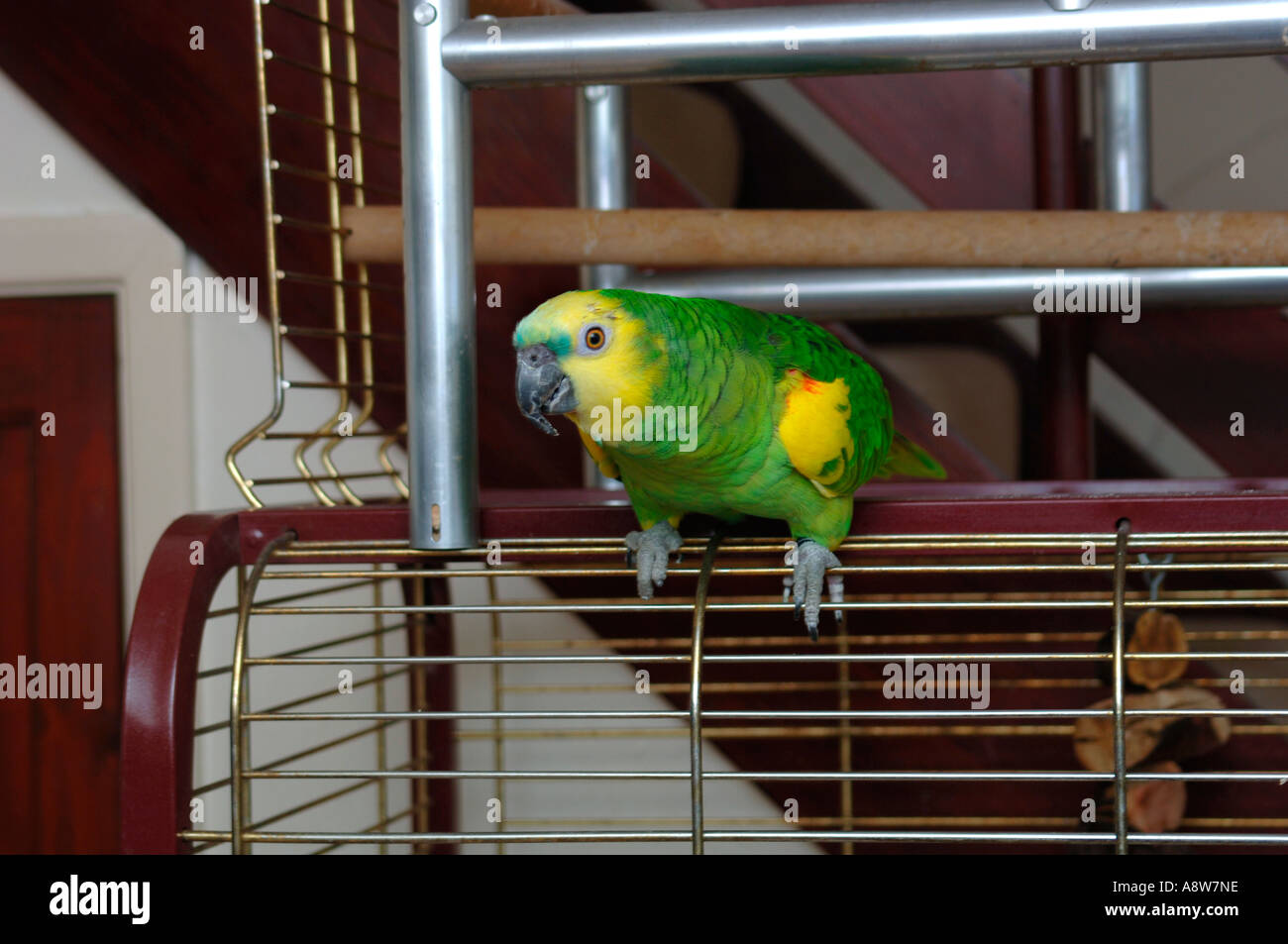 Blue Fronted Amazon Parrot Stock Photo - Alamy