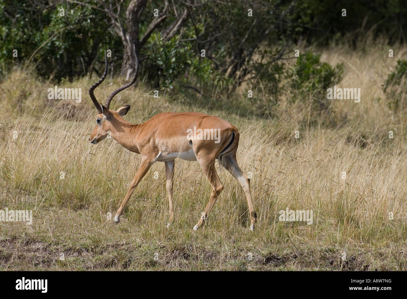 Adult male impala Stock Photo - Alamy