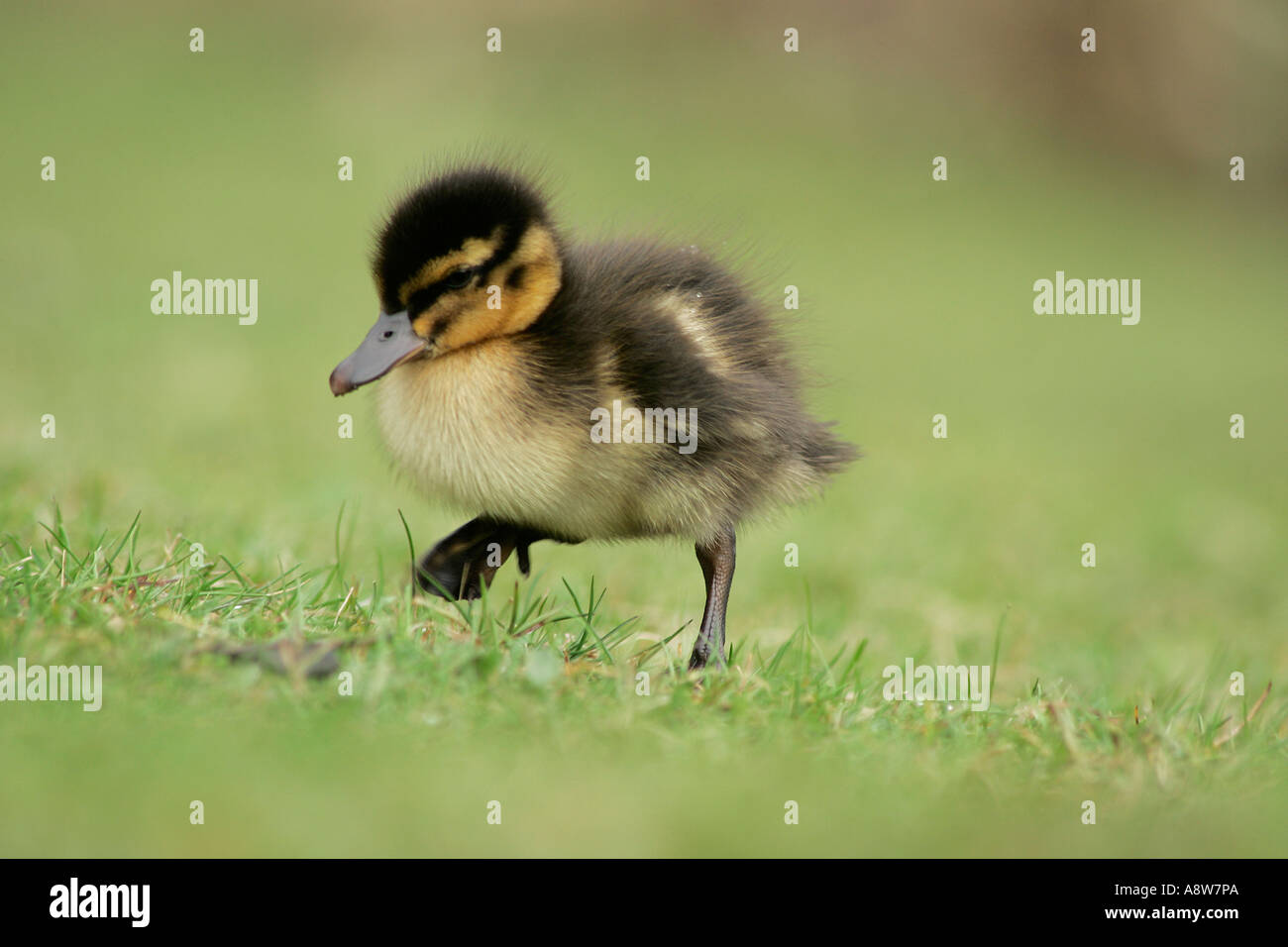 Single Mallard duckling walking alone across grass Stock Photo - Alamy