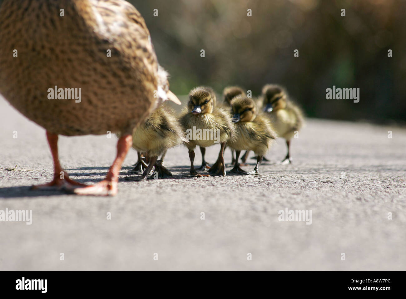 Female Mallard duck walking with her brood of ducklings following along ...